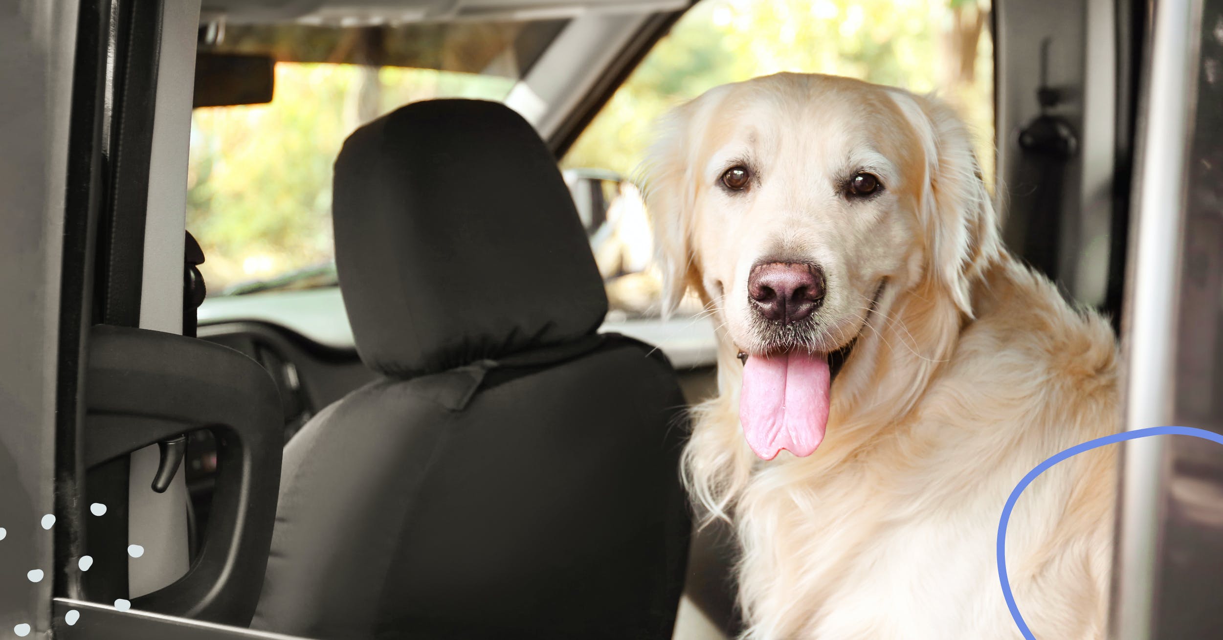 9 Pet-Friendly Transportation Options in Hong Kong