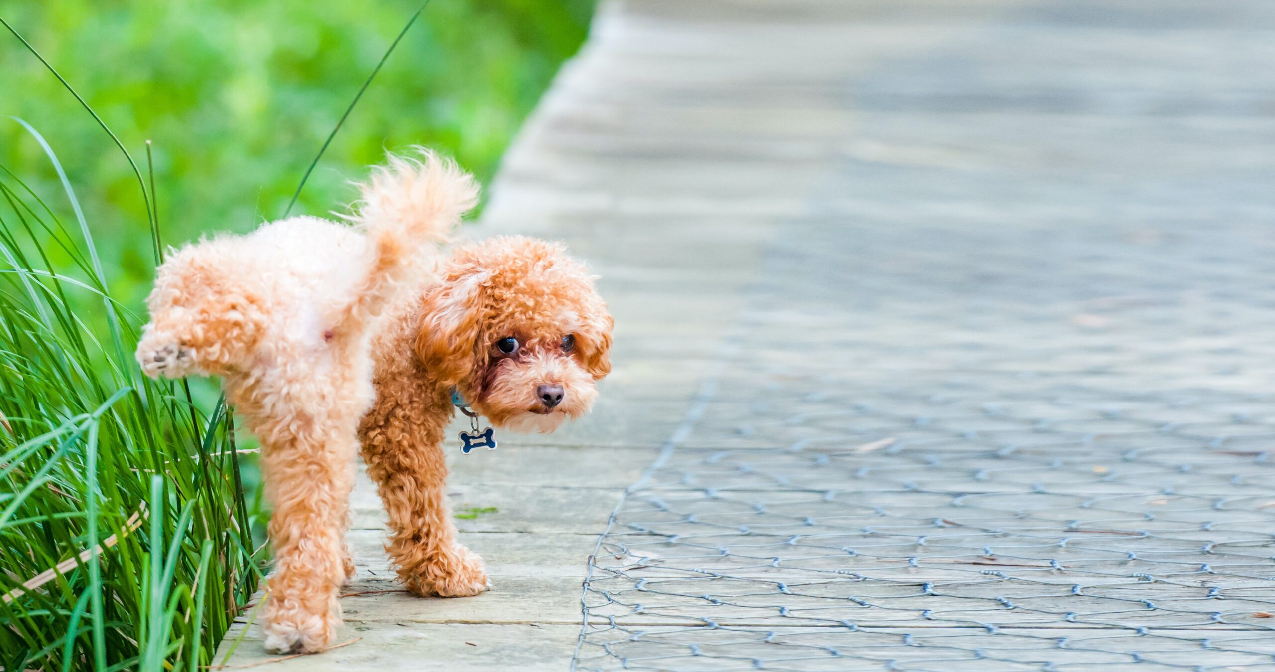Which of these 12 peeing positions does your dog use?